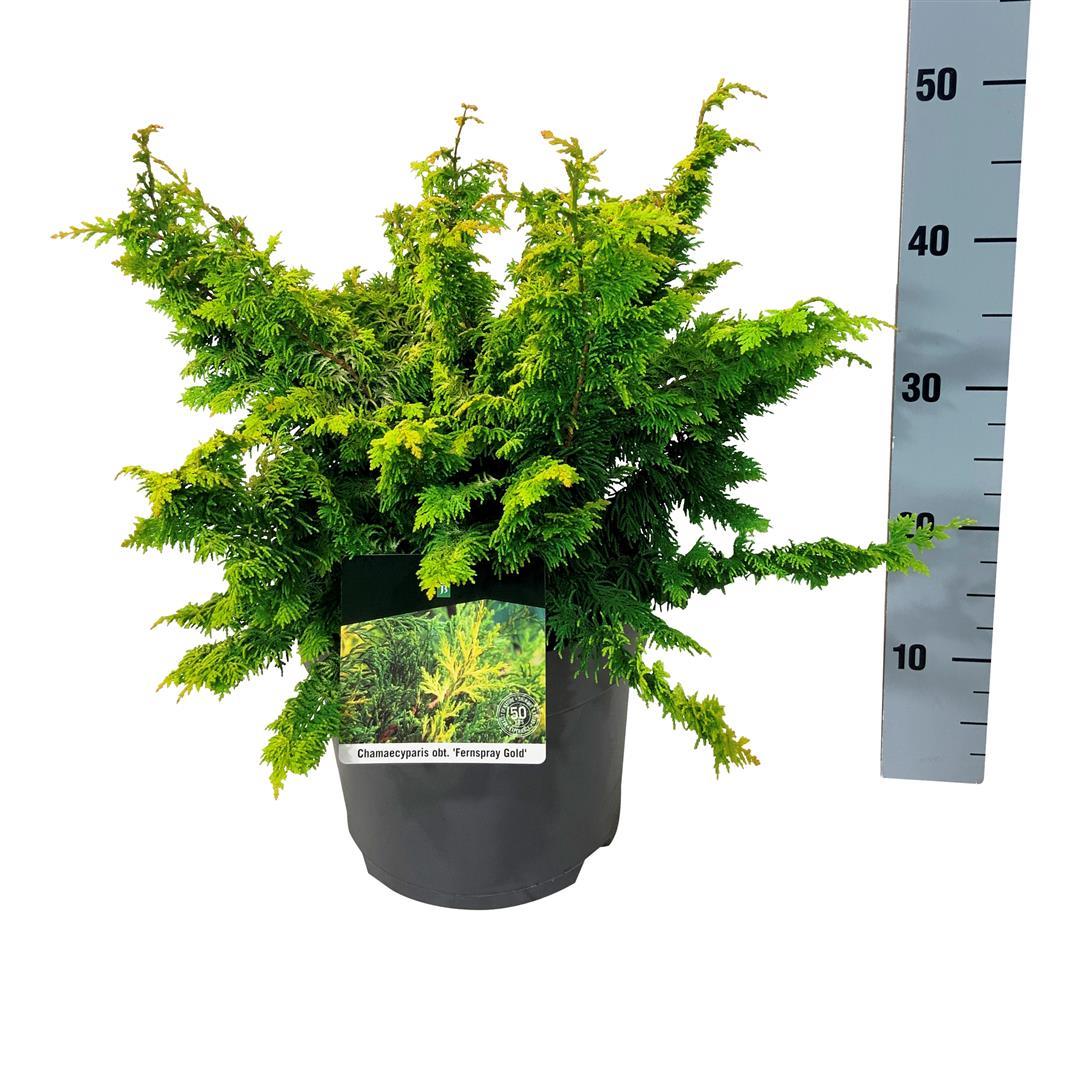 Hinoki cypress Hinoki cypress