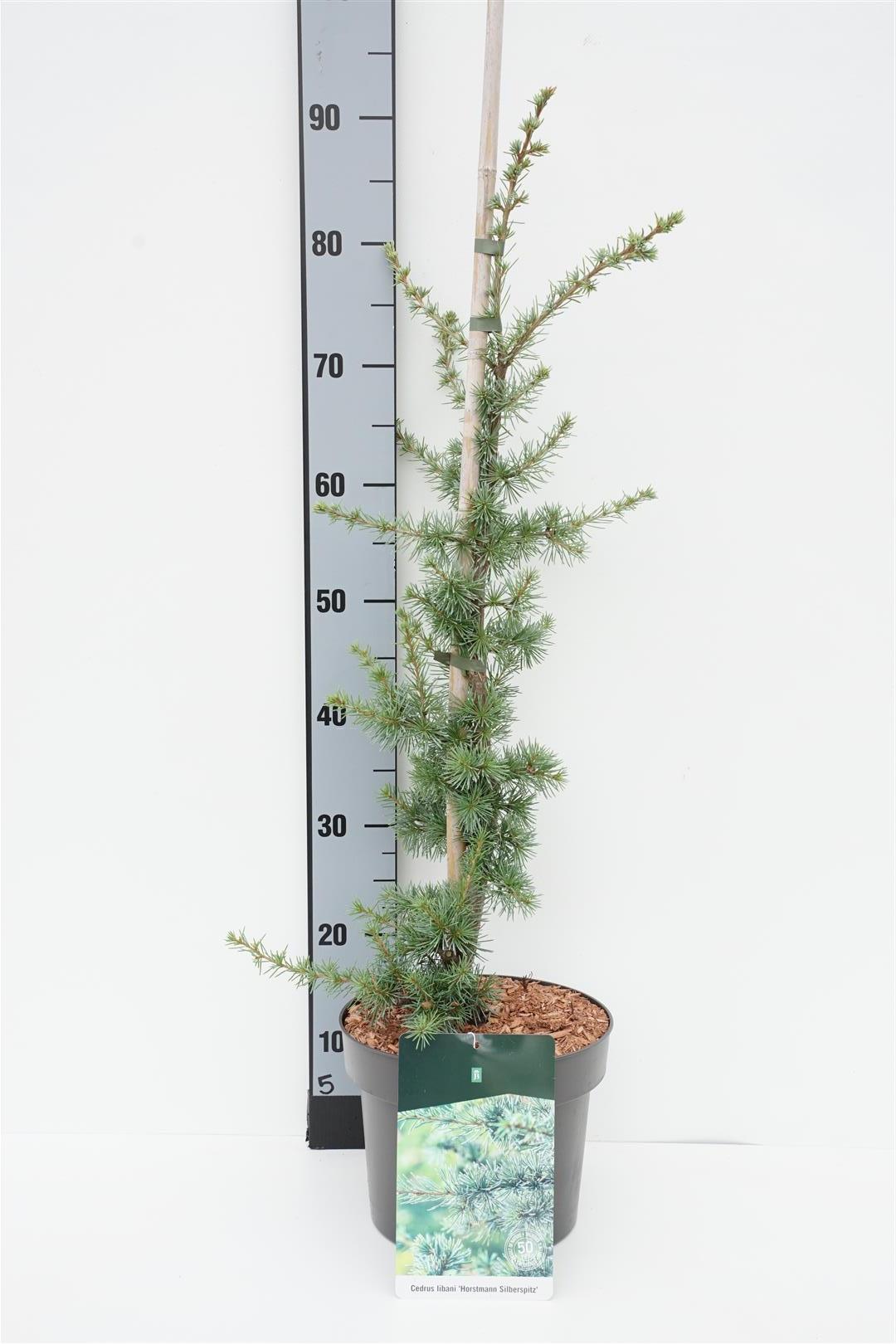 Atlantic cedar | Vrtni center MOGA