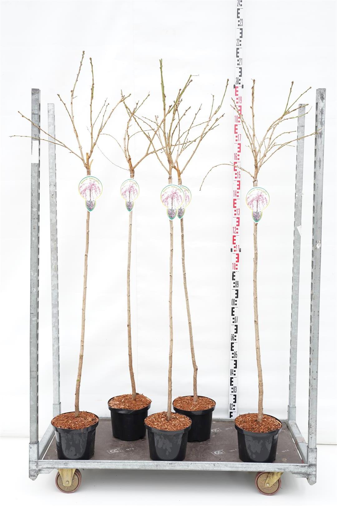 Japanische Blüten- Kirsche "Kiku-shidare-zakura" | Vrtni center MOGA