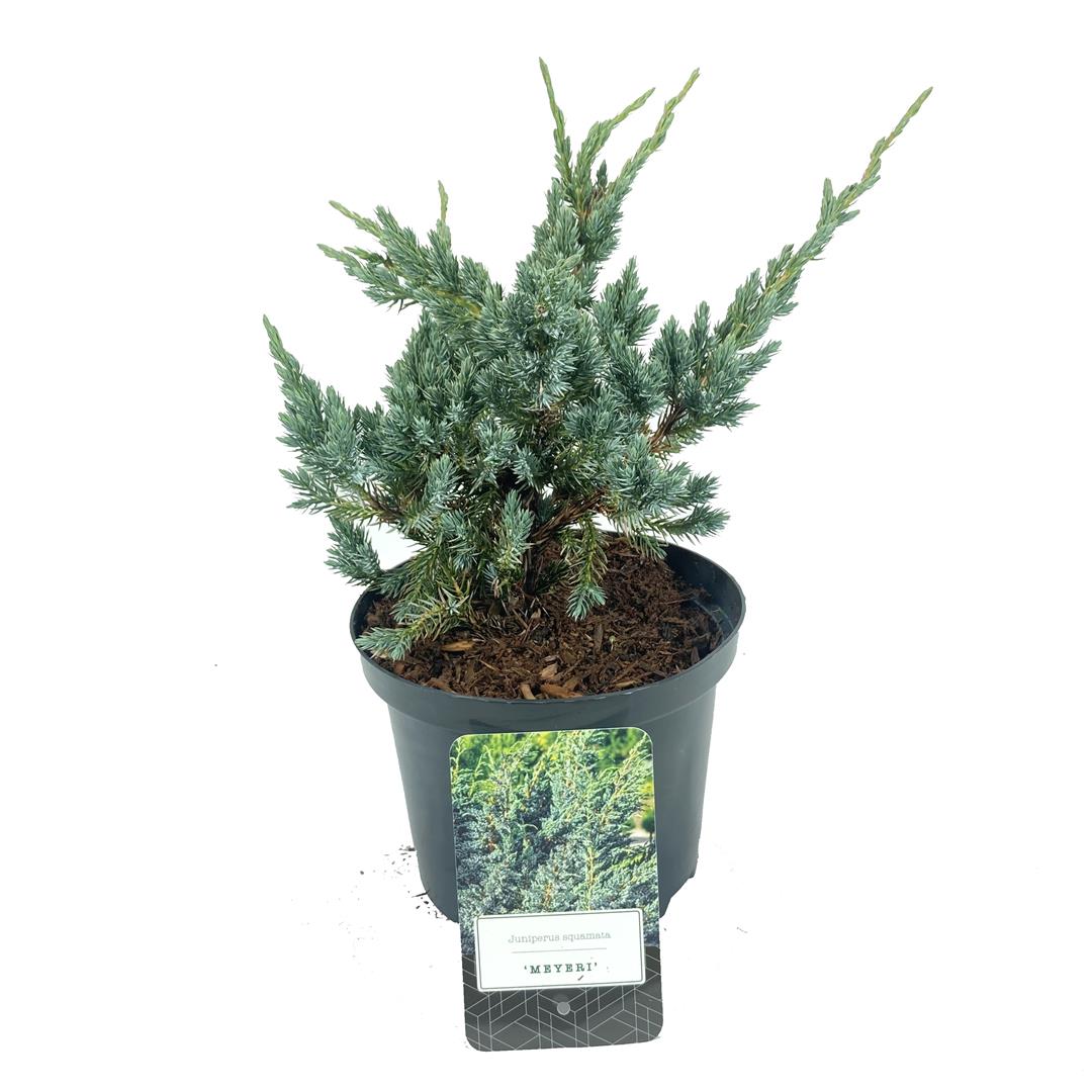 flaky juniper "Meyeri" | Vrtni center MOGA