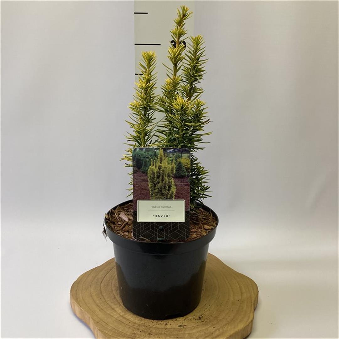 common yew "David" | Vrtni center MOGA