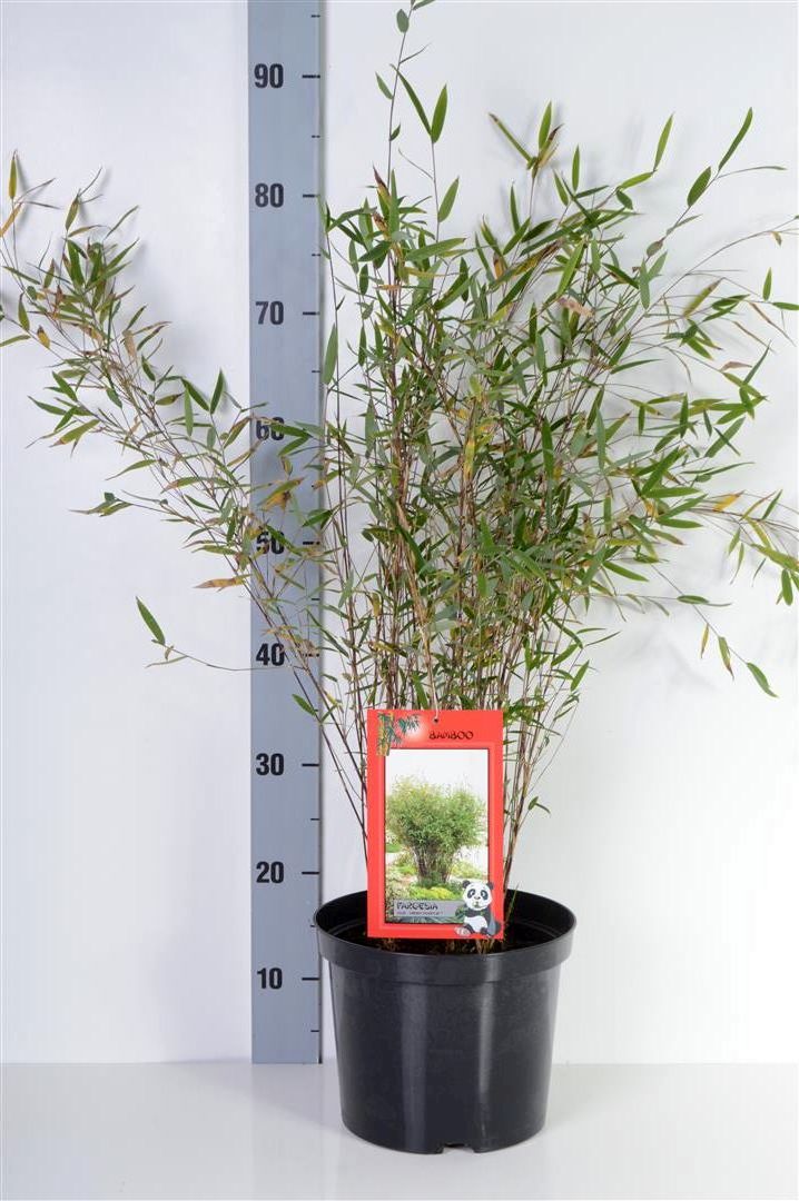 Fountain bamboo "Deep Purple" | Vrtni center MOGA