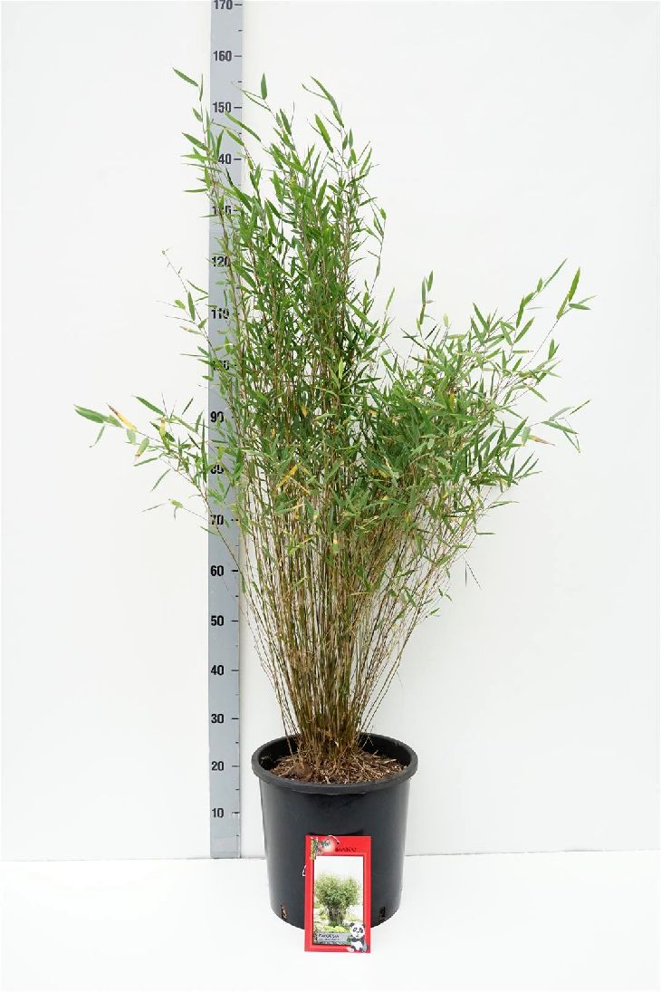 Fountain bamboo "Deep Purple" | Vrtni center MOGA