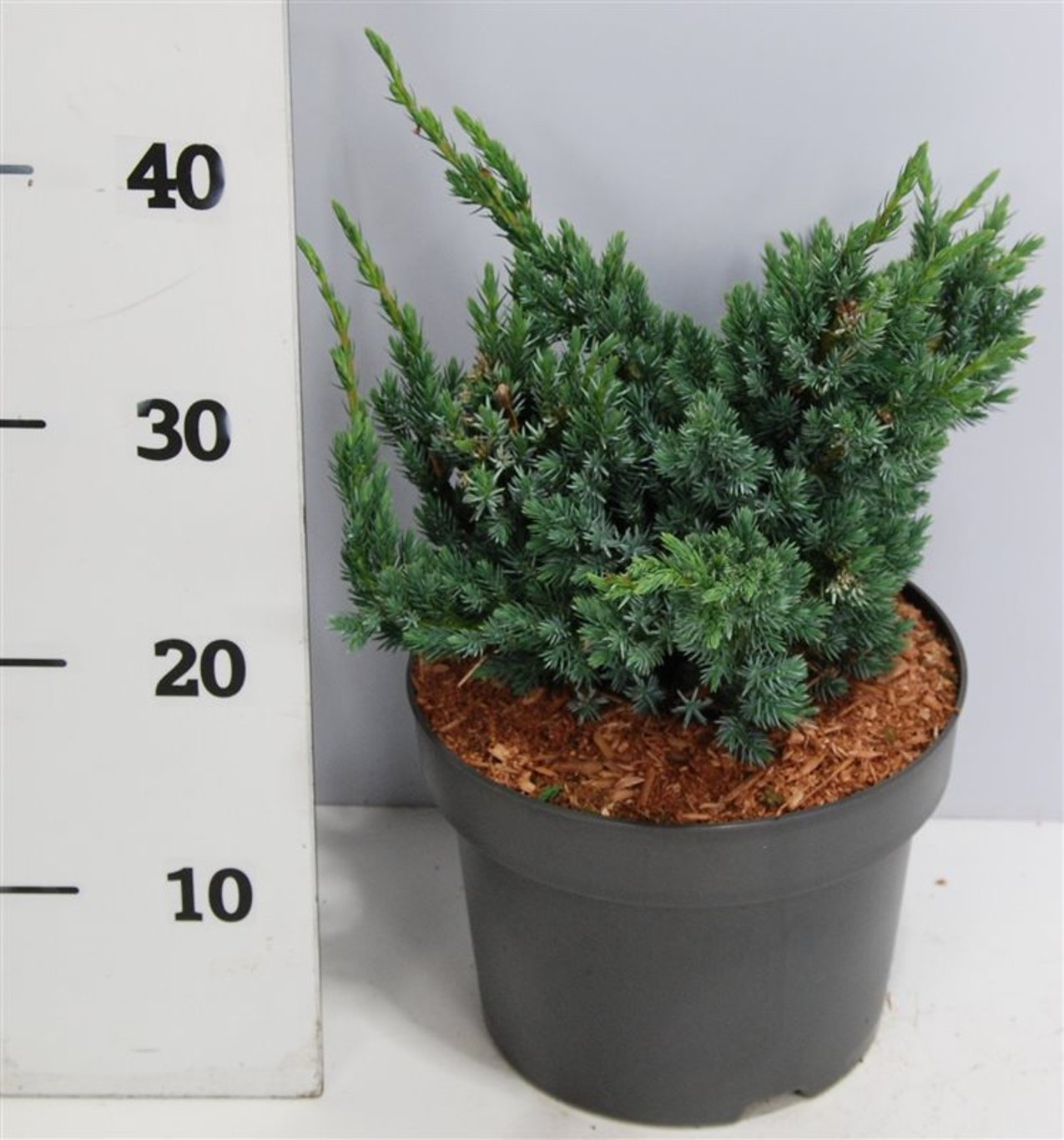 flaky juniper "Meyeri" | Vrtni center MOGA