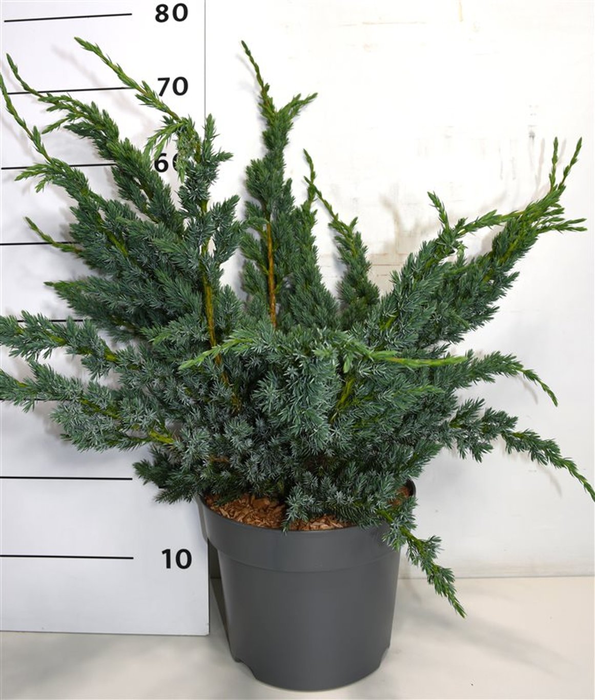 flaky juniper "Meyeri" | Vrtni center MOGA