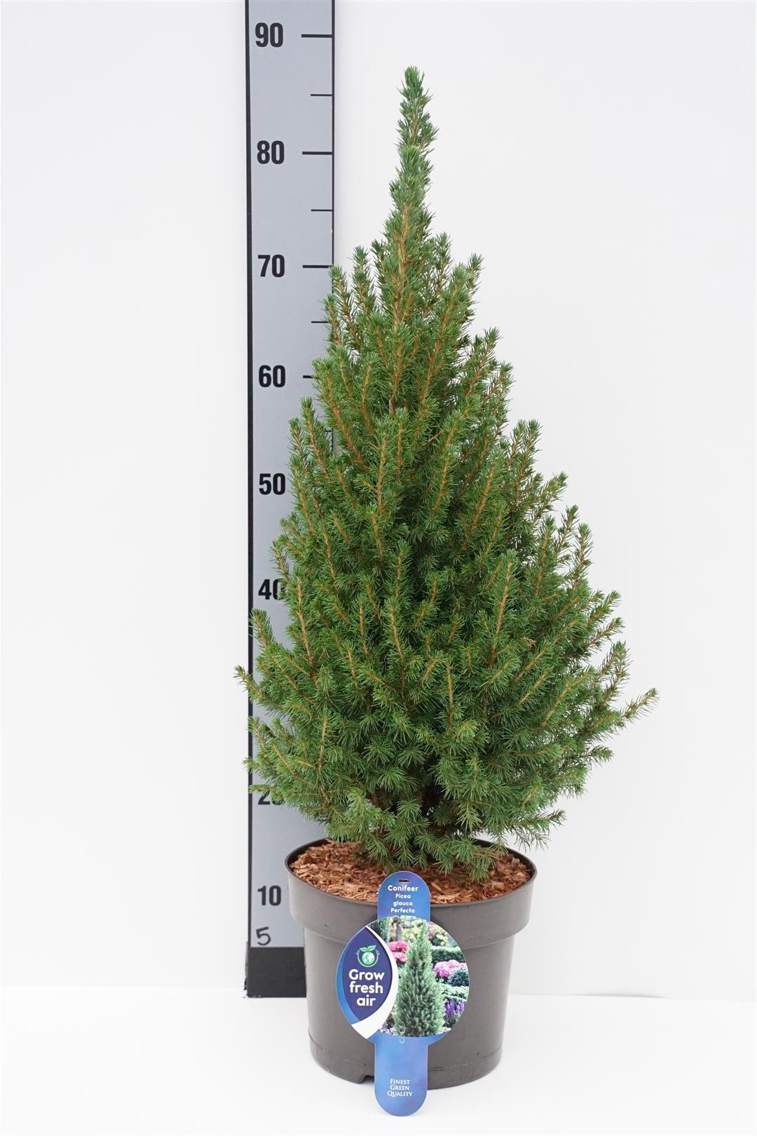 Picea glauca "Perfecta" | Vrtni center MOGA