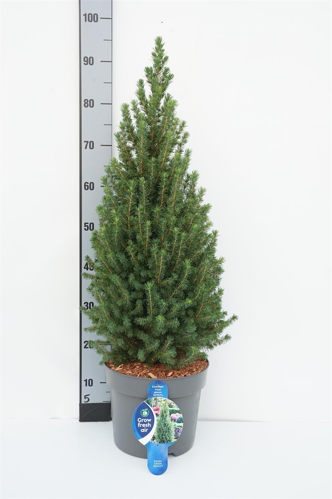 Picea glauca "Perfecta" | Vrtni center MOGA