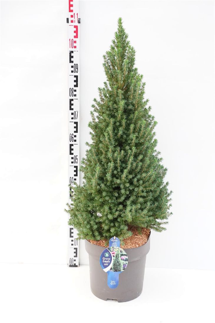 Picea glauca "Perfecta" | Vrtni center MOGA