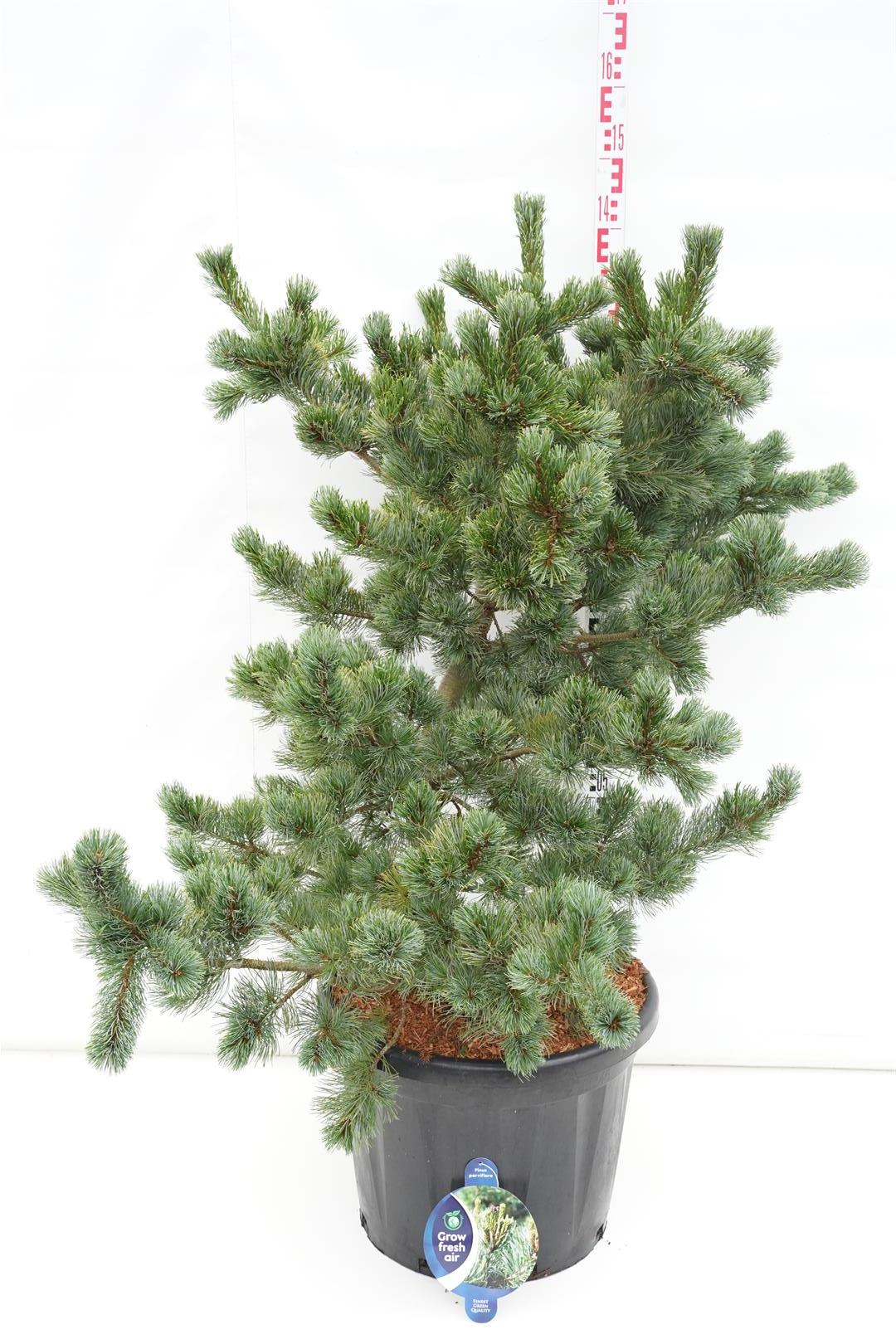 Pinus parviflora "Chikuza Goten" | Vrtni center MOGA