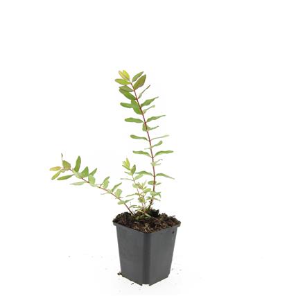 St. John's wort "Peter Dummer" | Vrtni center MOGA