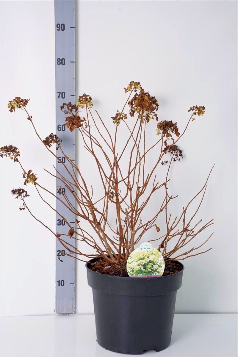 Hydrangea paniculata "Bombshell" | Vrtni center MOGA