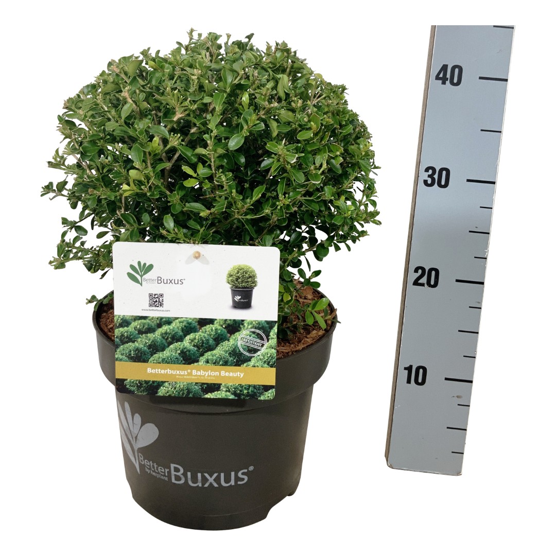 box "BetterBuxus® Babylon Beauty" | Vrtni center MOGA
