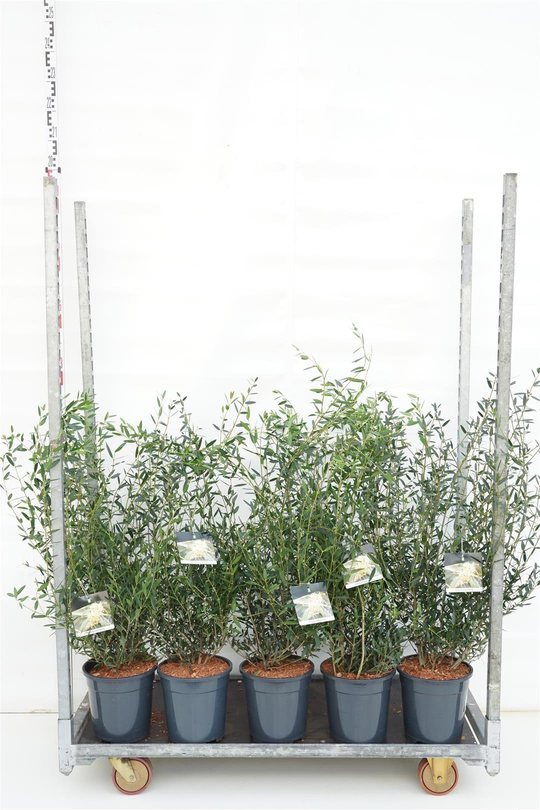 narrow-leaved mock-privet | Vrtni center MOGA