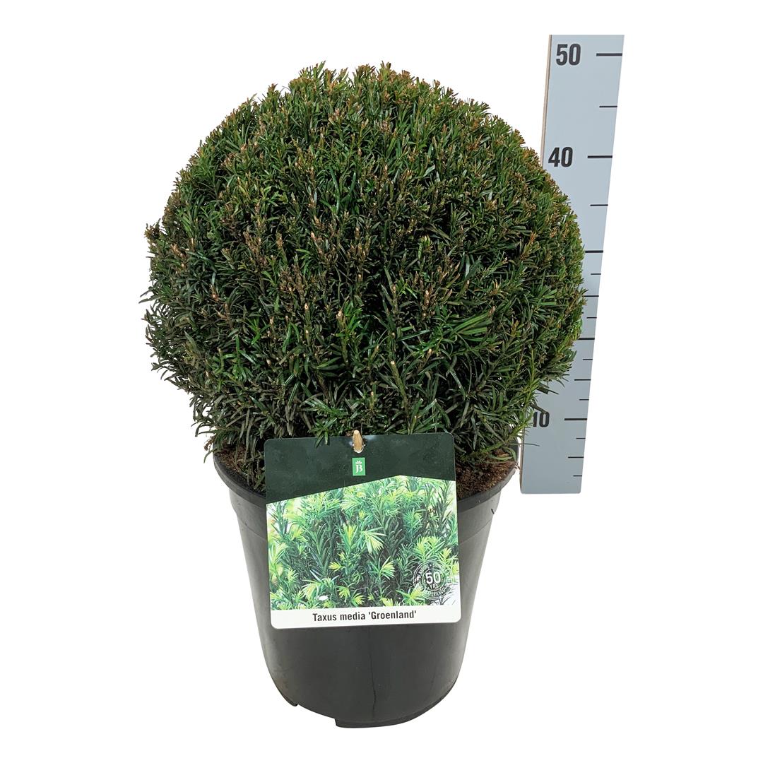 hybrid yew "Groenland" | Vrtni center MOGA