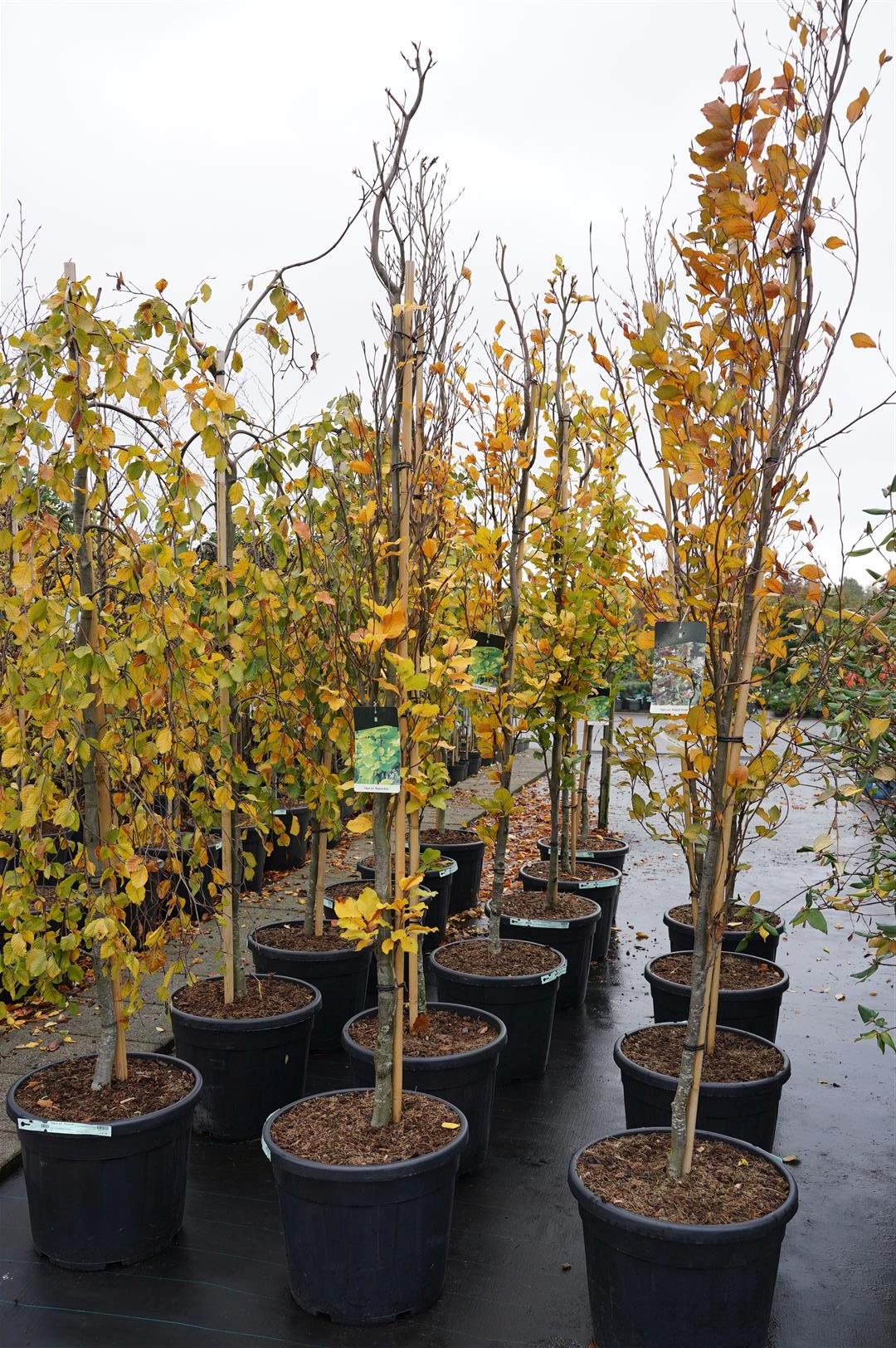 Fagus sylvatica "Dawyck Gold" | Vrtni center MOGA