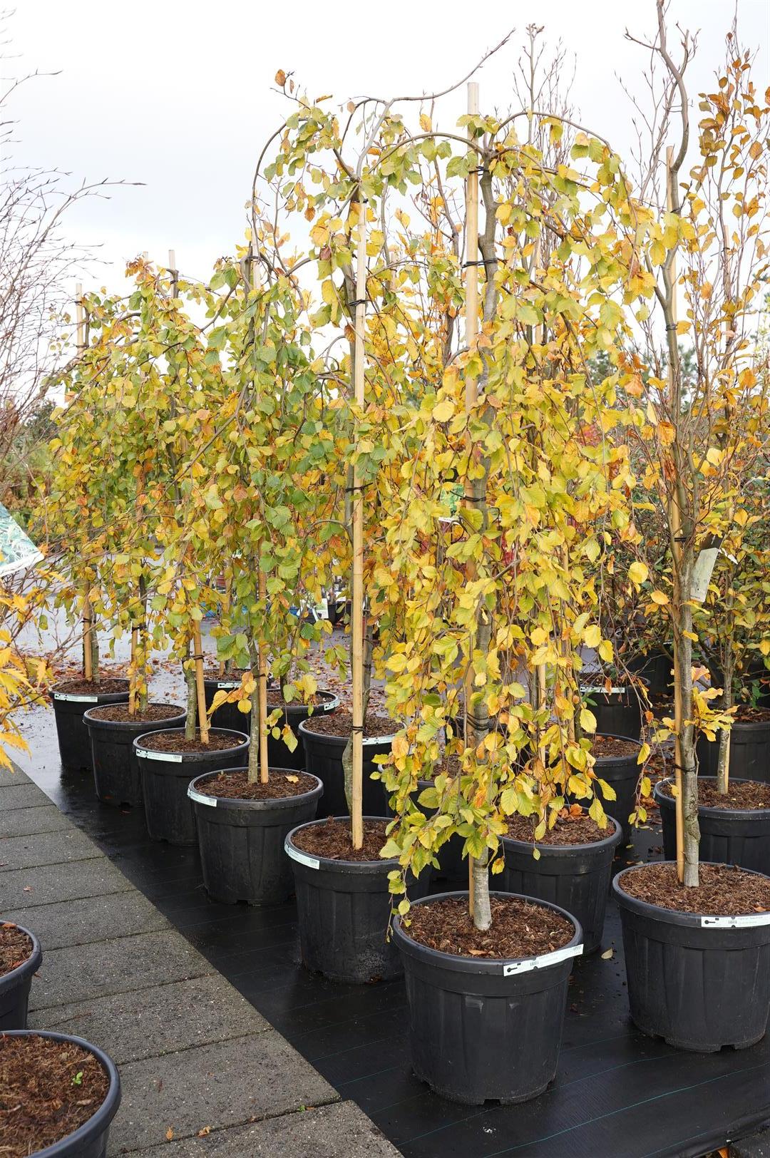 navadna bukev "Pendula" | Vrtni center MOGA