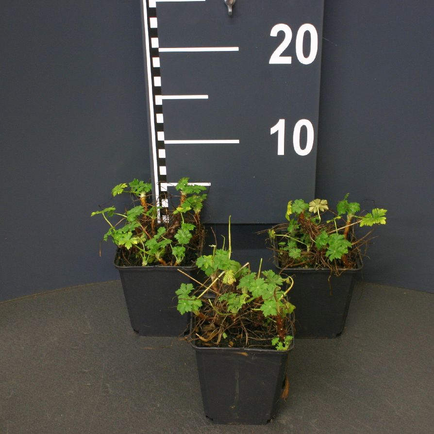 crane's bill "Cambridge" | Vrtni center MOGA