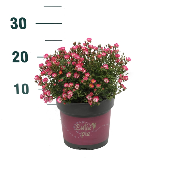 rose "Cutie Pie" | Vrtni center MOGA