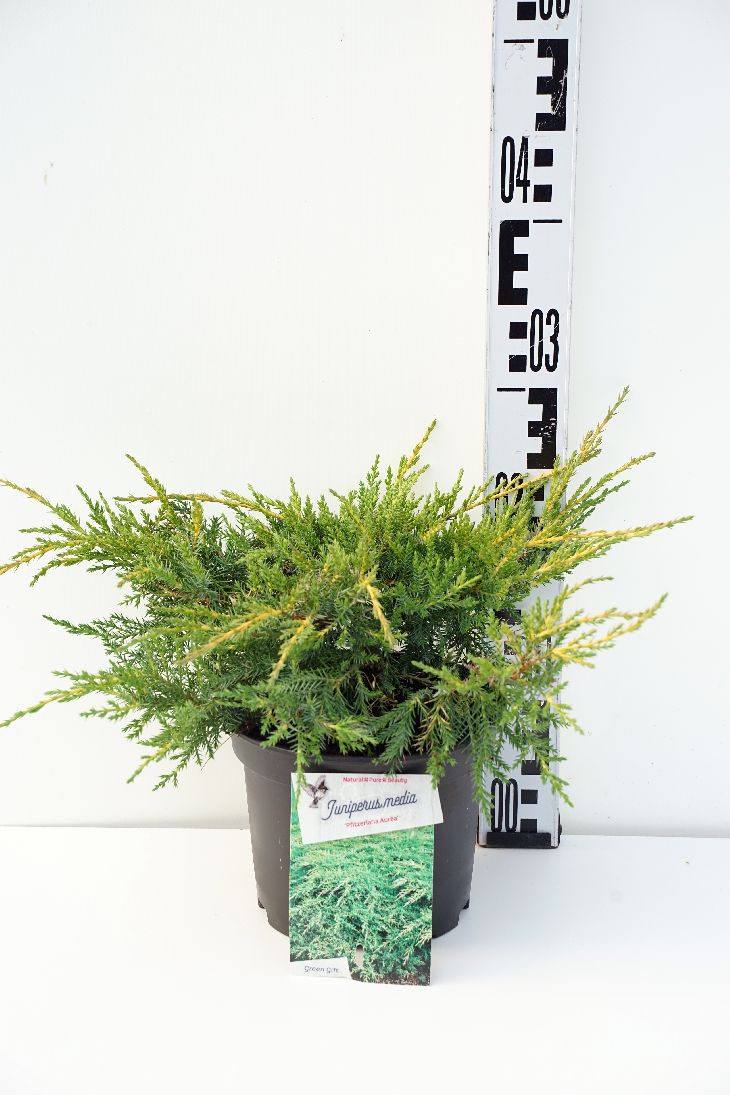 juniper "Pfitzeriana Aurea" | Vrtni center MOGA