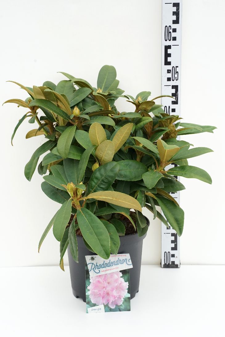 azalea "Doc" | Vrtni center MOGA