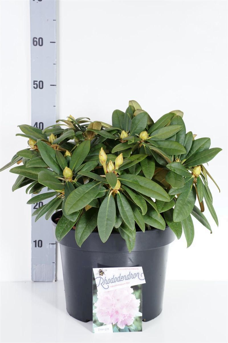 Rhododendron "Doc" | Vrtni center MOGA