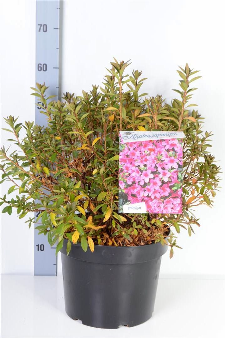 azalea "Madame van Hecke" | Vrtni center MOGA