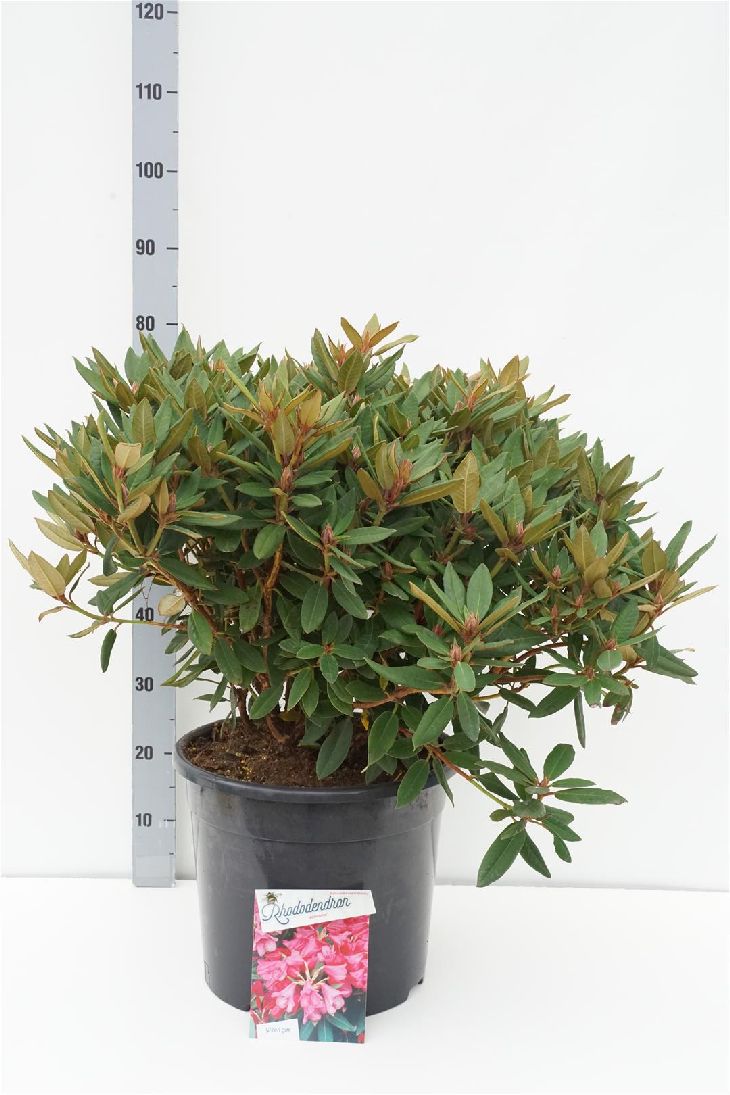 azaleja "Winsome" | Vrtni center MOGA