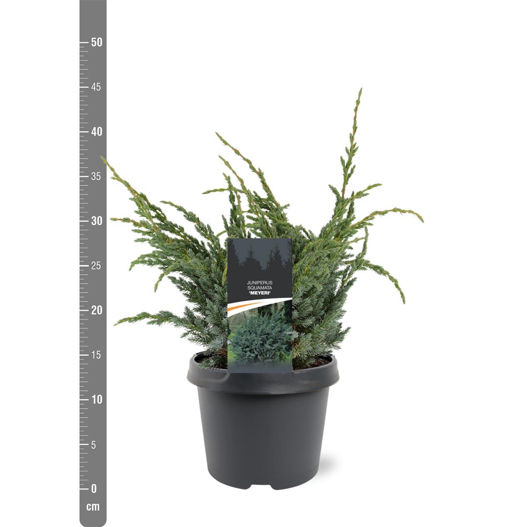 flaky juniper "Meyeri" | Vrtni center MOGA