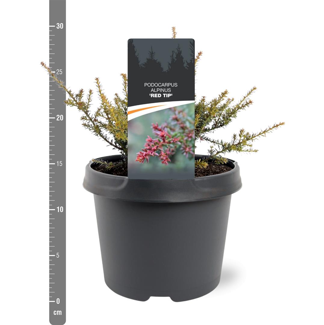 alpine totara "Red Tip" | Vrtni center MOGA