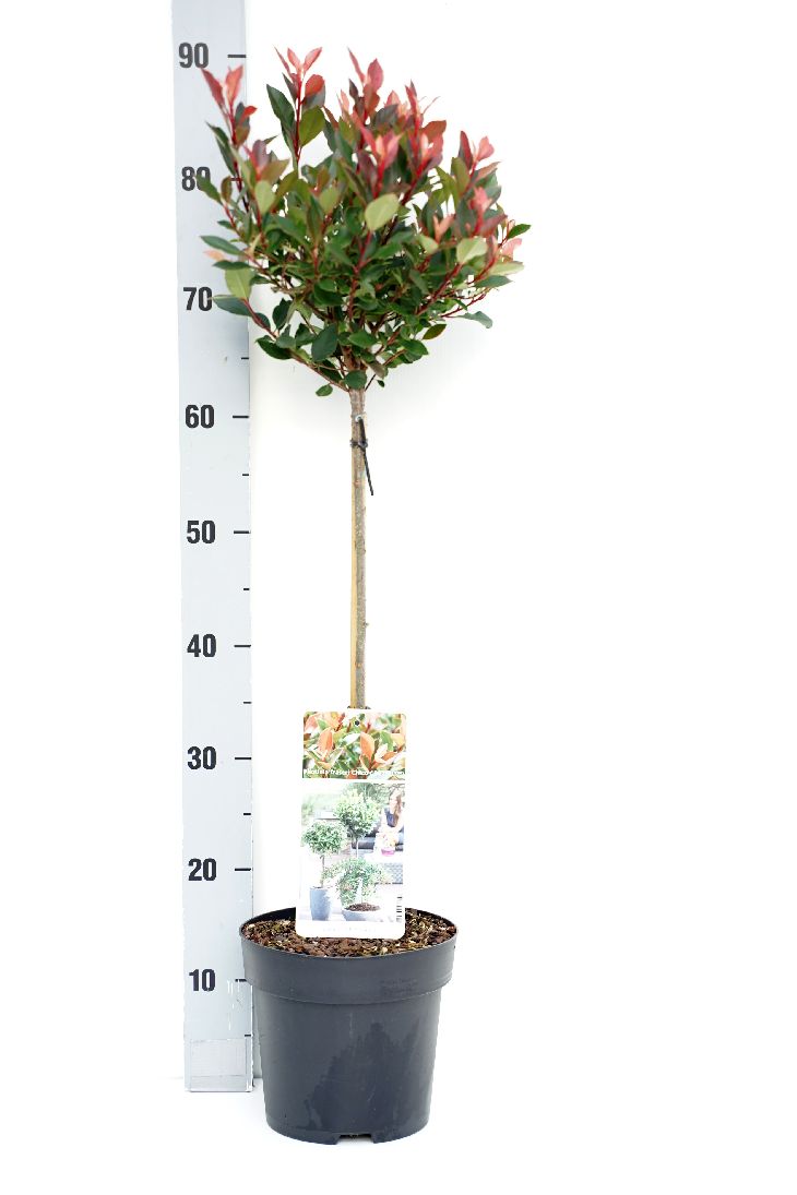 Fraser's photinia "Chico" | Vrtni center MOGA