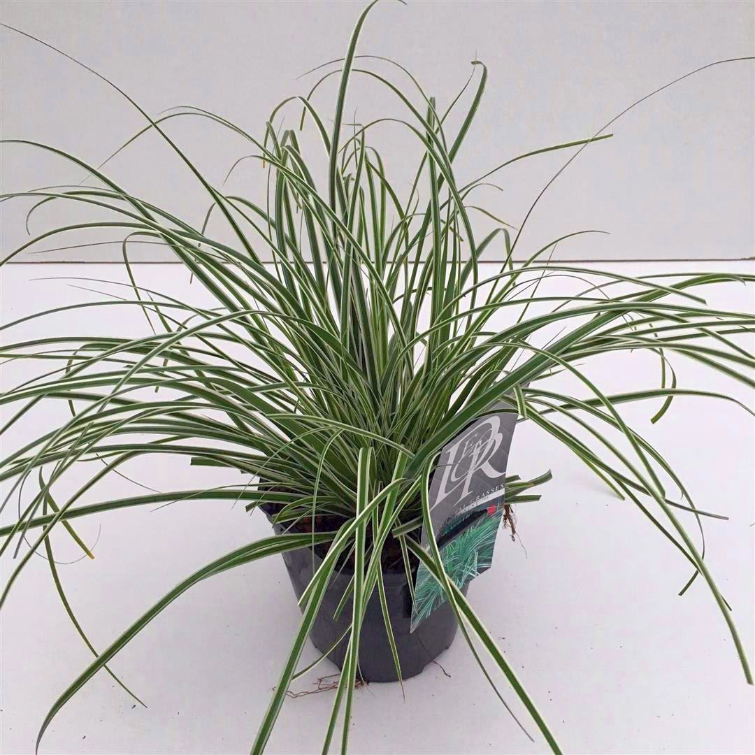 sedge "Everest" | Vrtni center MOGA