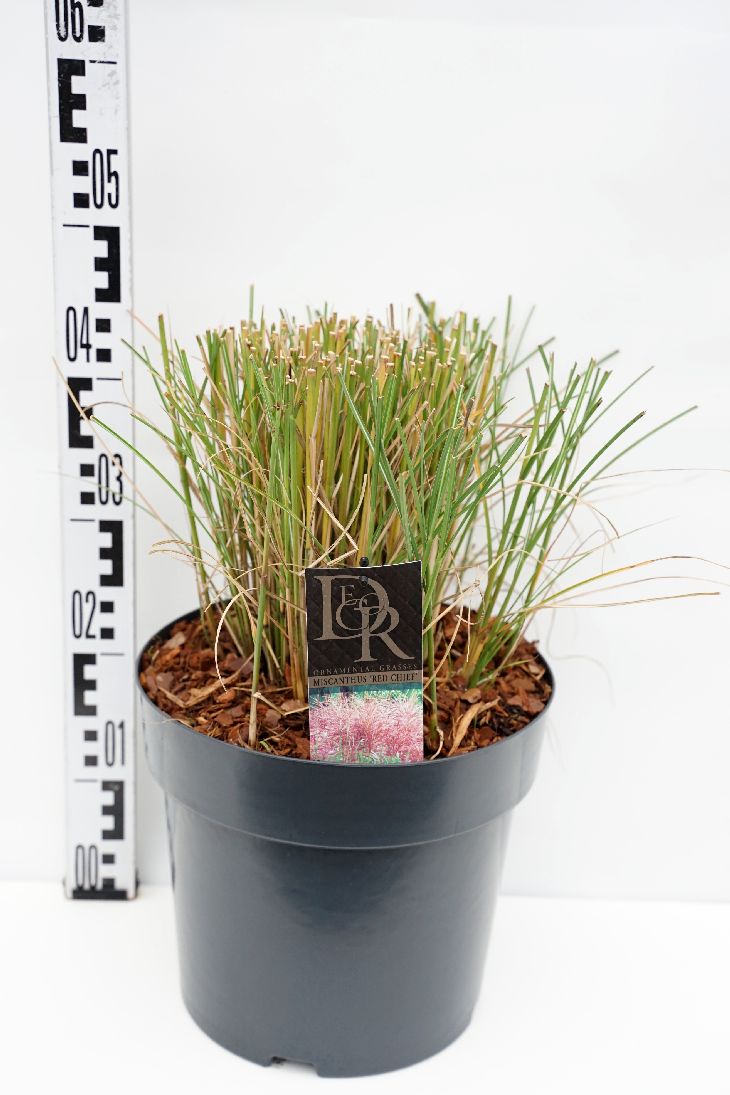 Miscanthus sinensis "Red Chief" | Vrtni center MOGA