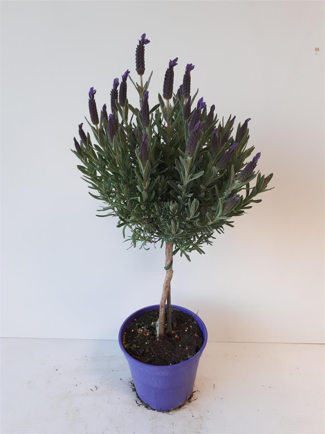 Italian lavender | Vrtni center MOGA
