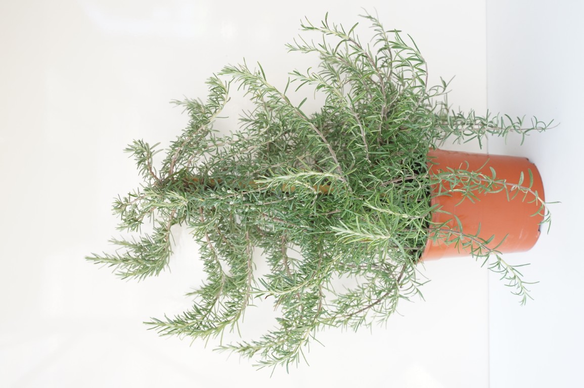 Rosmarinus officinalis "Prostratus" | Vrtni center MOGA