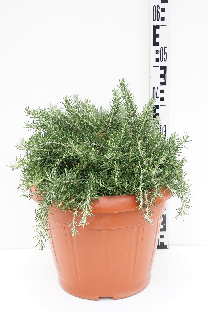 Rosmarinus officinalis "Prostratus" | Vrtni center MOGA