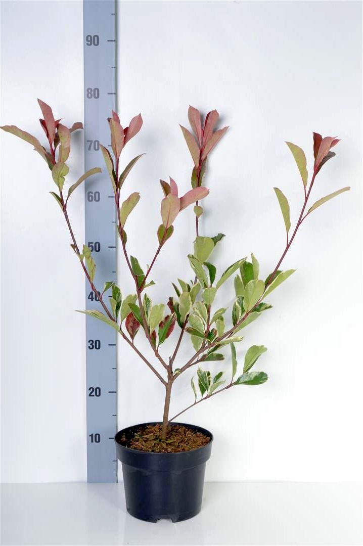 Photinia fraseri "Pink Marble" ® | Vrtni center MOGA