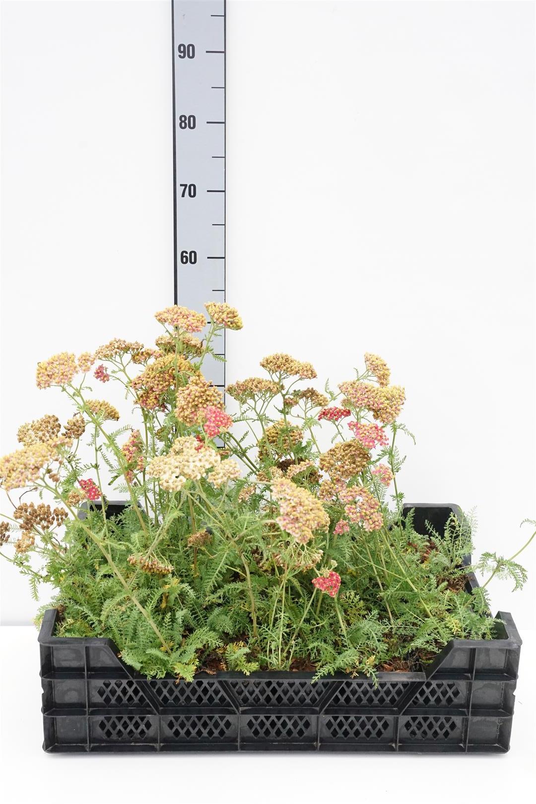 common yarrow "Paprika" | Vrtni center MOGA