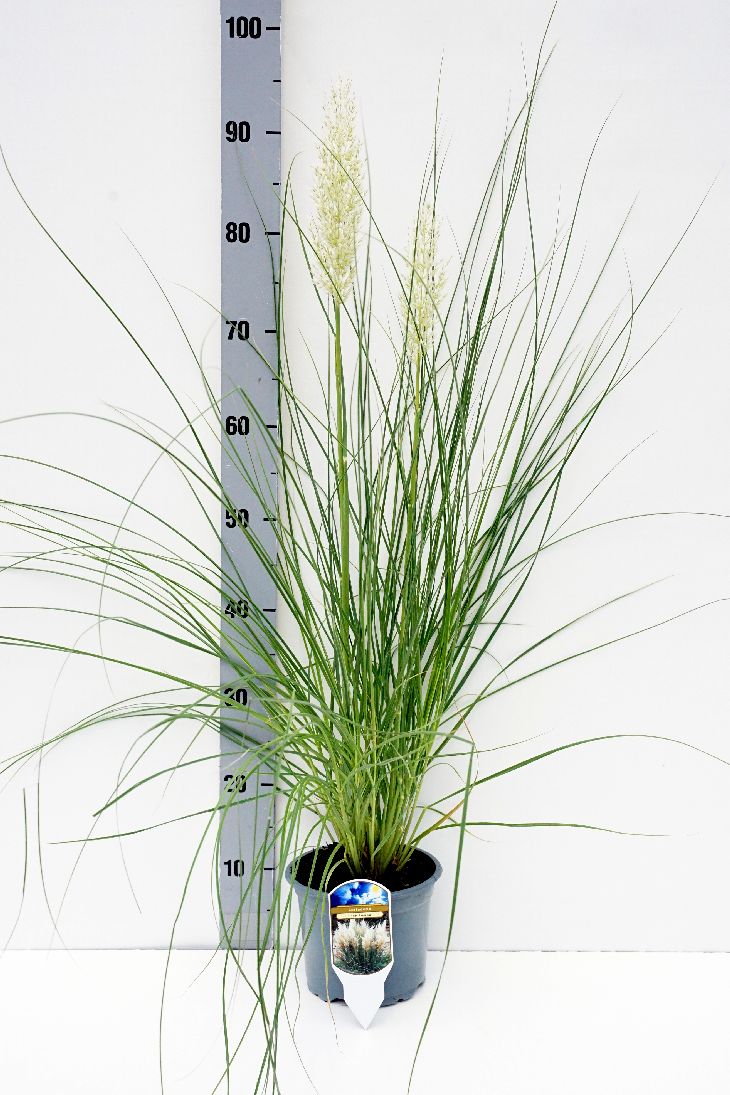 Pampas grass "Tiny Pampa" | Vrtni center MOGA