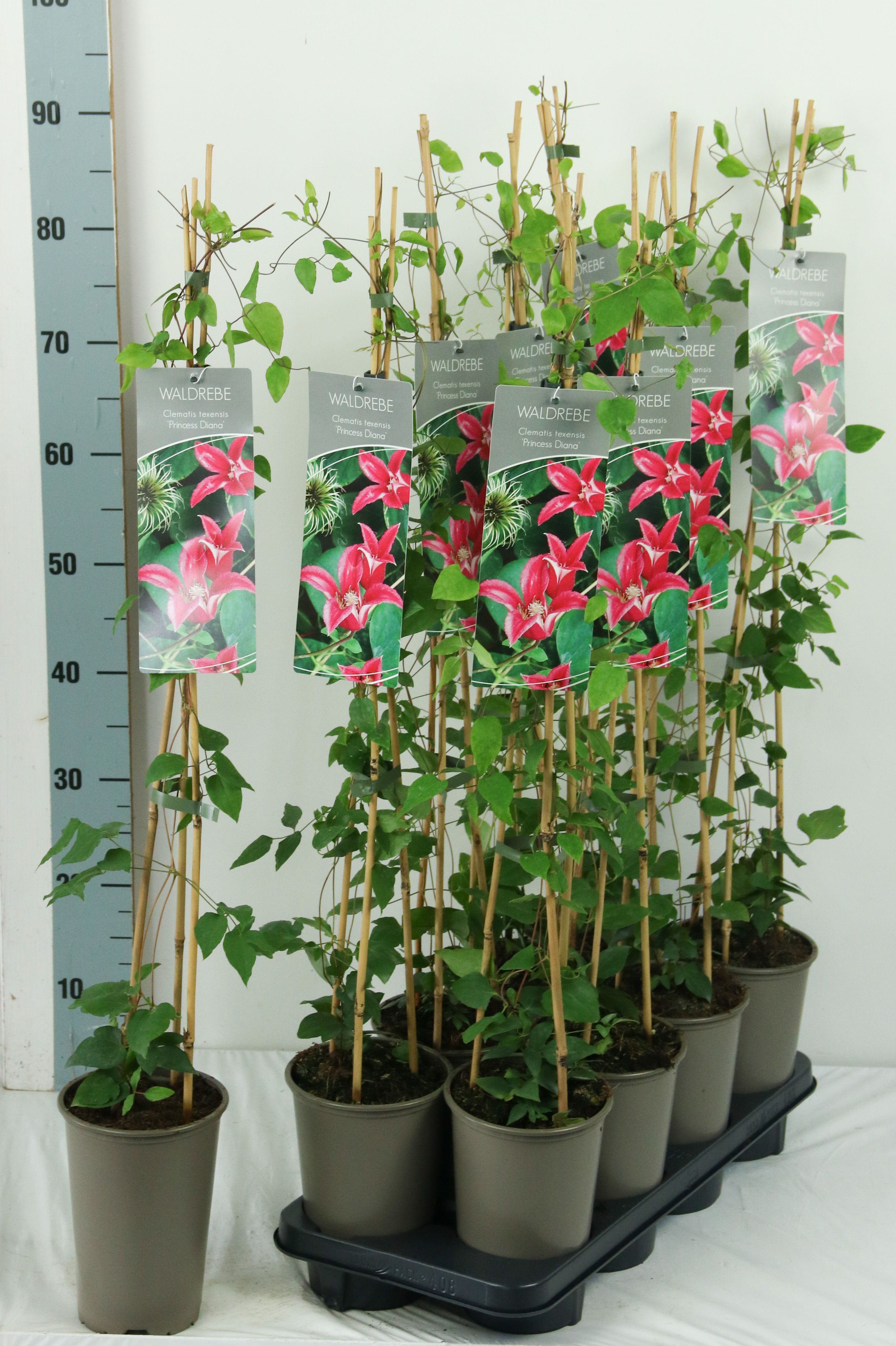 Clematis "Princess Diana" | Vrtni center MOGA