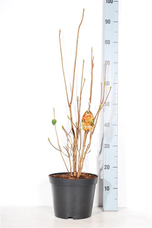 azalea "Golden Eagle" | Vrtni center MOGA