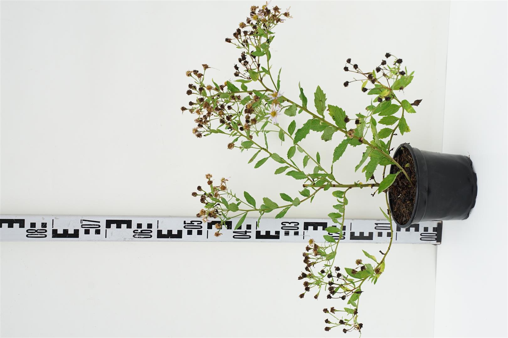 japanese aster "Asran" | Vrtni center MOGA