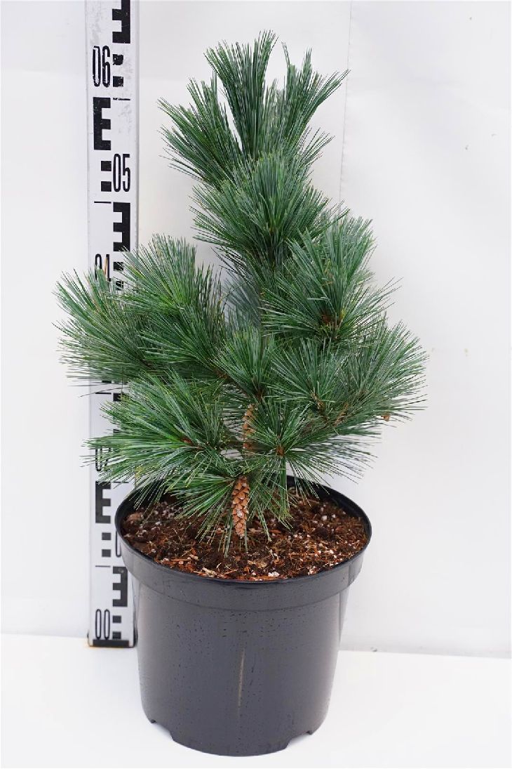 eastern white pine "Macopin" | Vrtni center MOGA