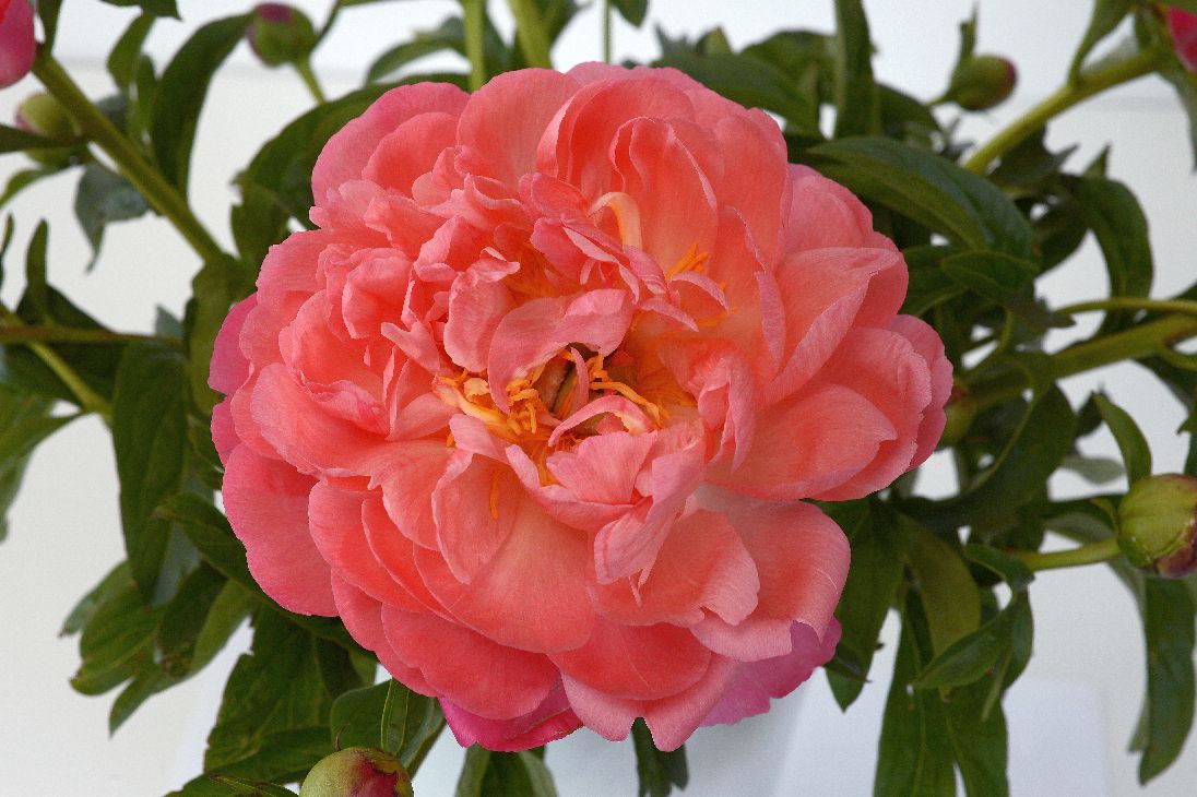 Paeonia "Coral Sunset" | Vrtni center MOGA