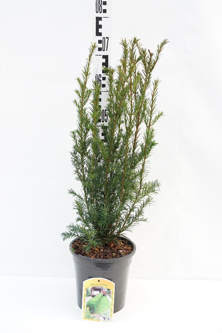 hybrid yew "Groenland" | Vrtni center MOGA