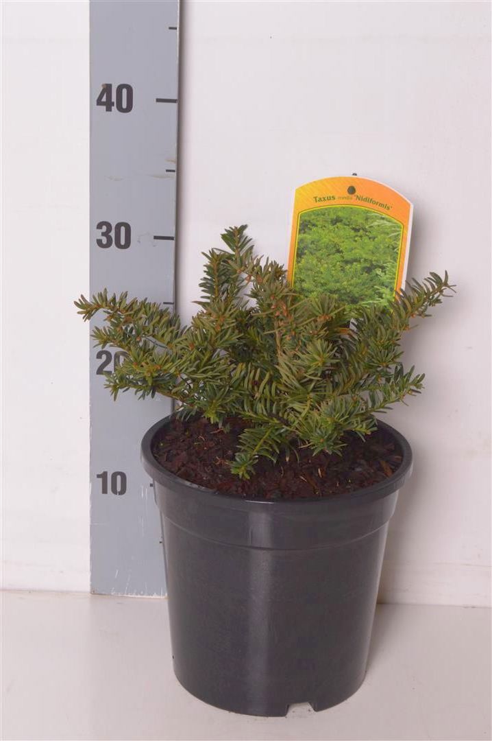 hybrid yew "Nidiformis" | Vrtni center MOGA