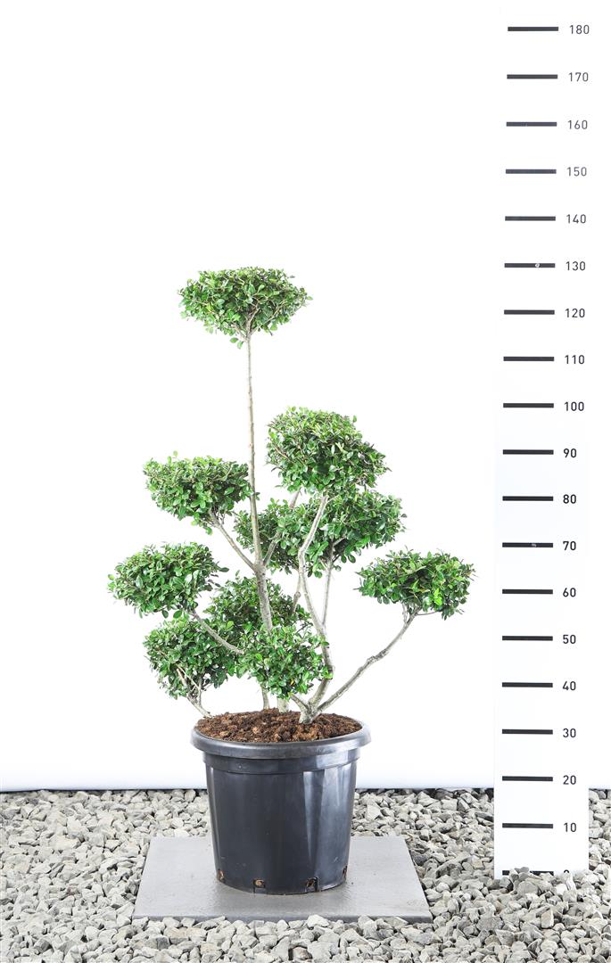 boxleaf holly "Green Lustre" | Vrtni center MOGA