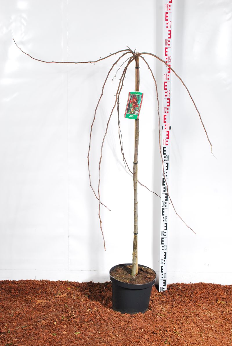 crabapple "Red Jade" | Vrtni center MOGA