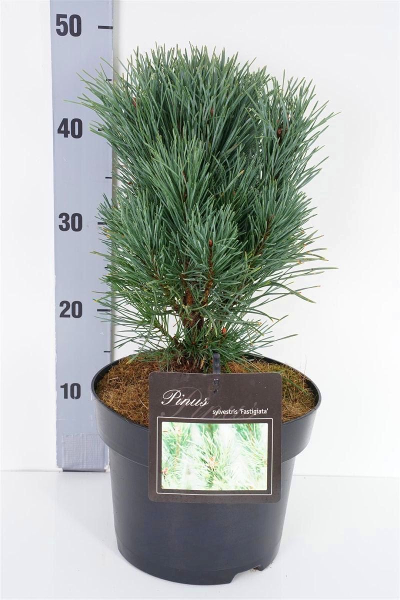 Scots pine pine "Fastigiata" | Vrtni center MOGA