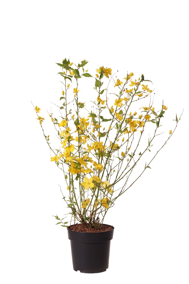 Japanese rose "Golden Guinea" | Vrtni center MOGA