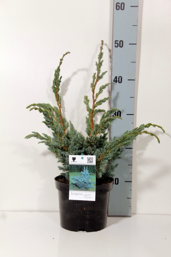flaky juniper "Meyeri" | Vrtni center MOGA